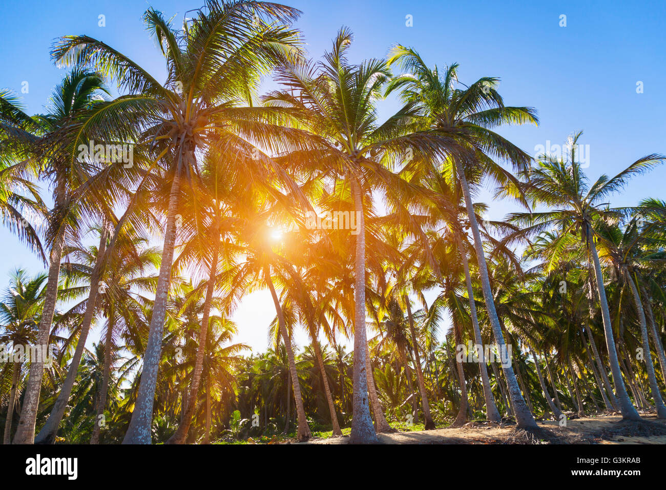 Sunlit forest of palm trees on beach, Dominican Republic, The Caribbean ...