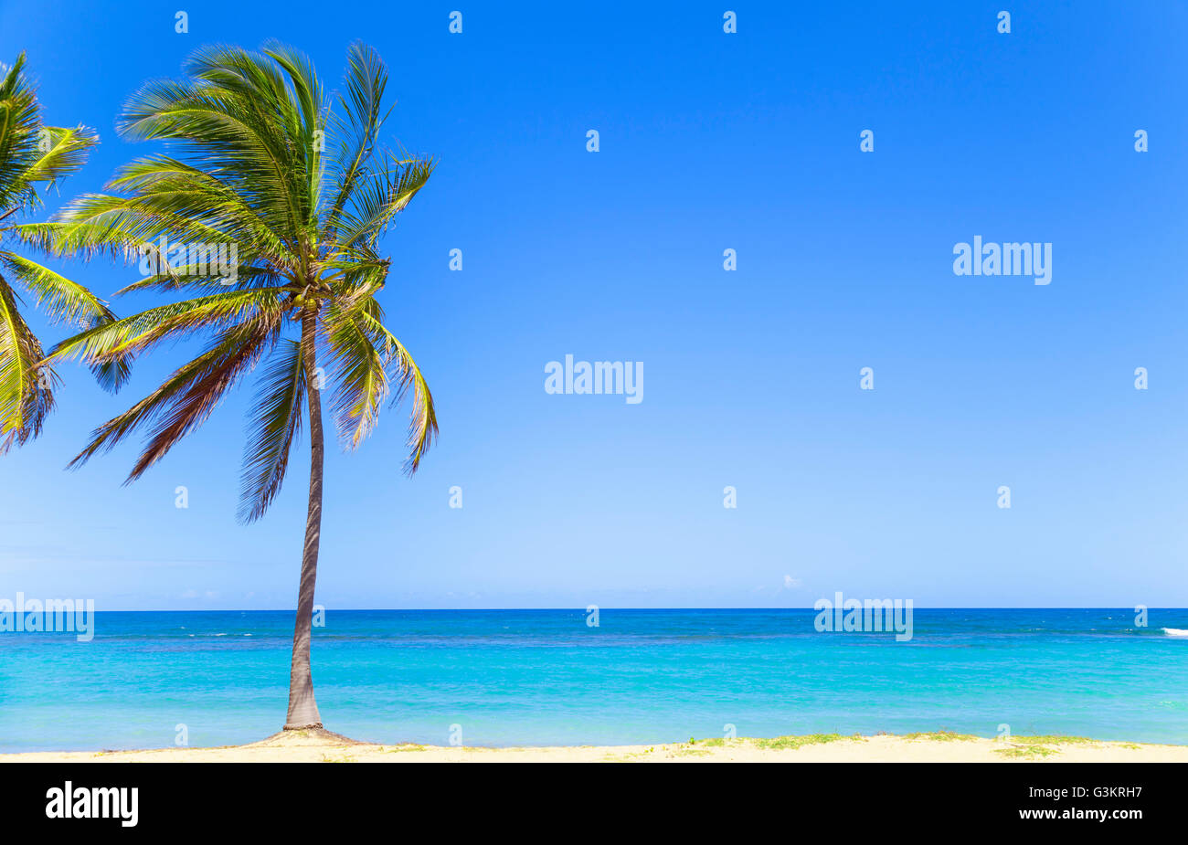 Tree of the republic hi-res stock photography and images - Alamy