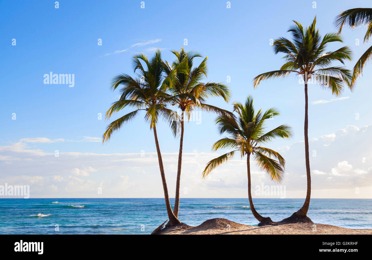 Four palm trees on beach, Dominican Republic, The Caribbean Stock Photo ...