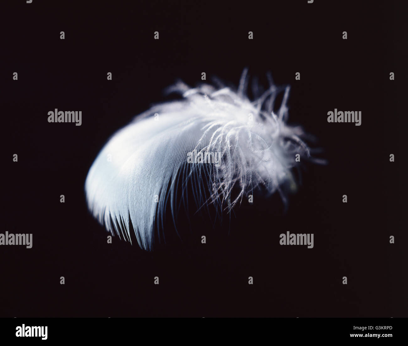 Plain white backgrounds hi-res stock photography and images - Alamy
