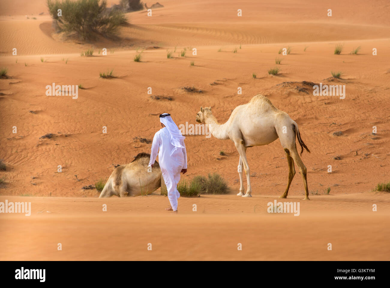 Middle eastern animals hi-res stock photography and images - Alamy