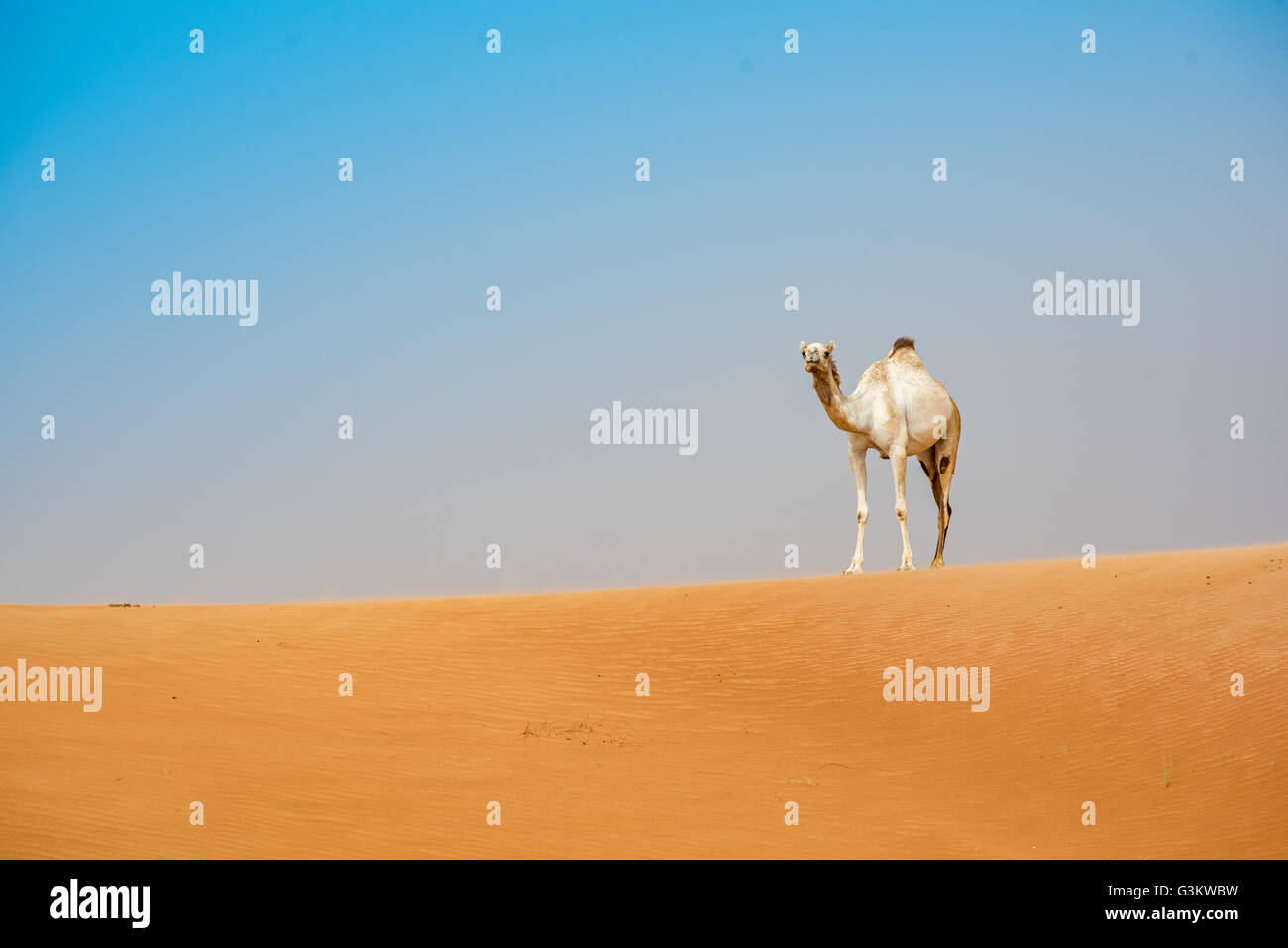 Single camel on desert dune, Dubai, United Arab Emirates Stock Photo ...