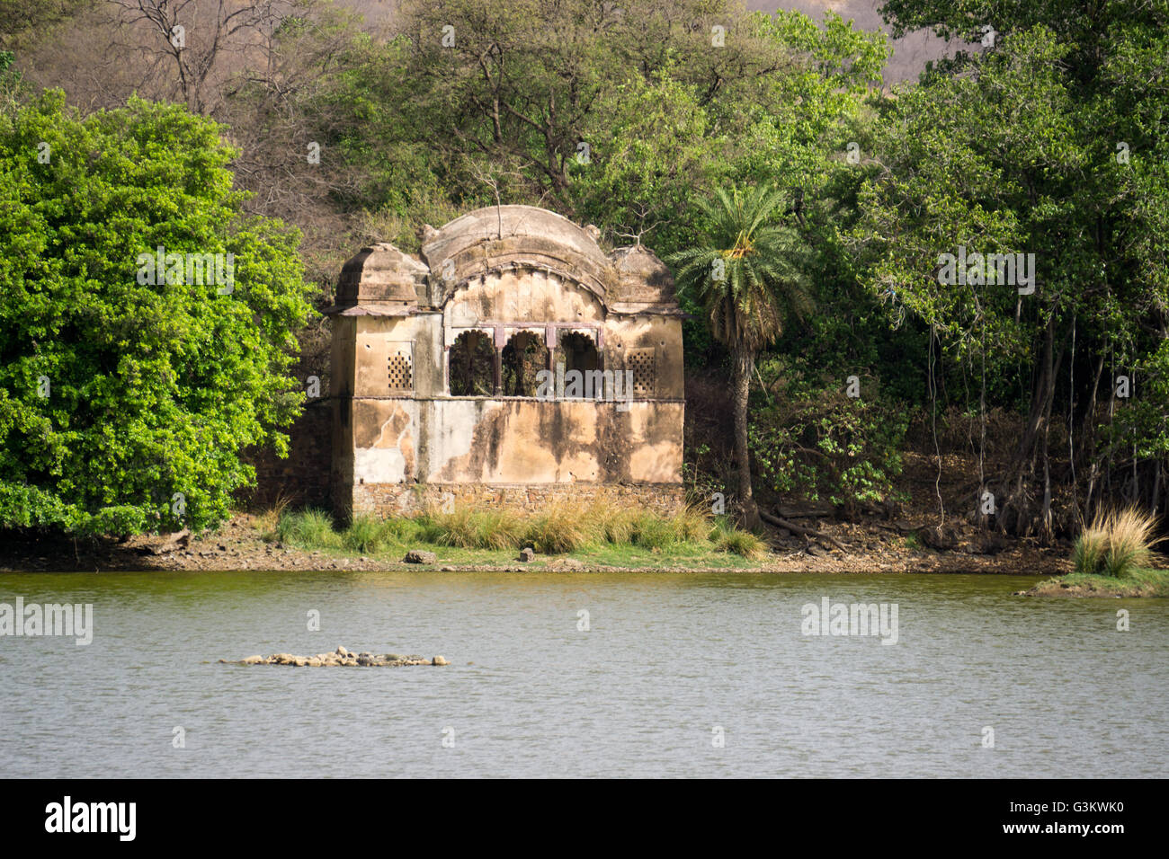 Ranthambore tiger temple hi-res stock photography and images - Alamy