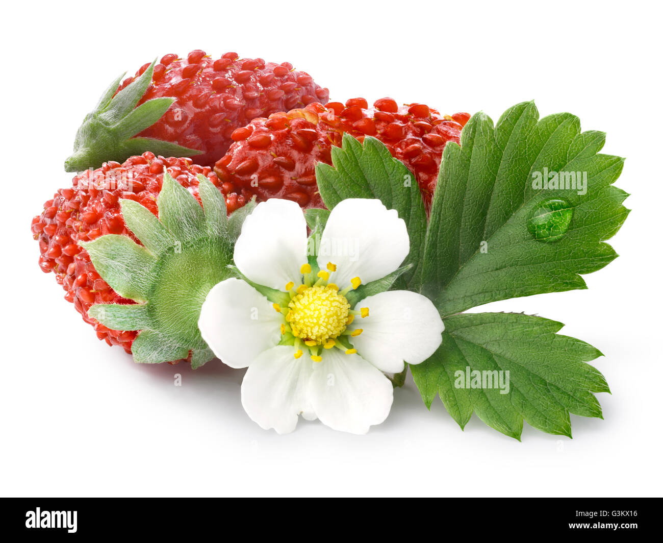 Woodland strawberry (Fragaria vesca, fraise de bois) with flower ...