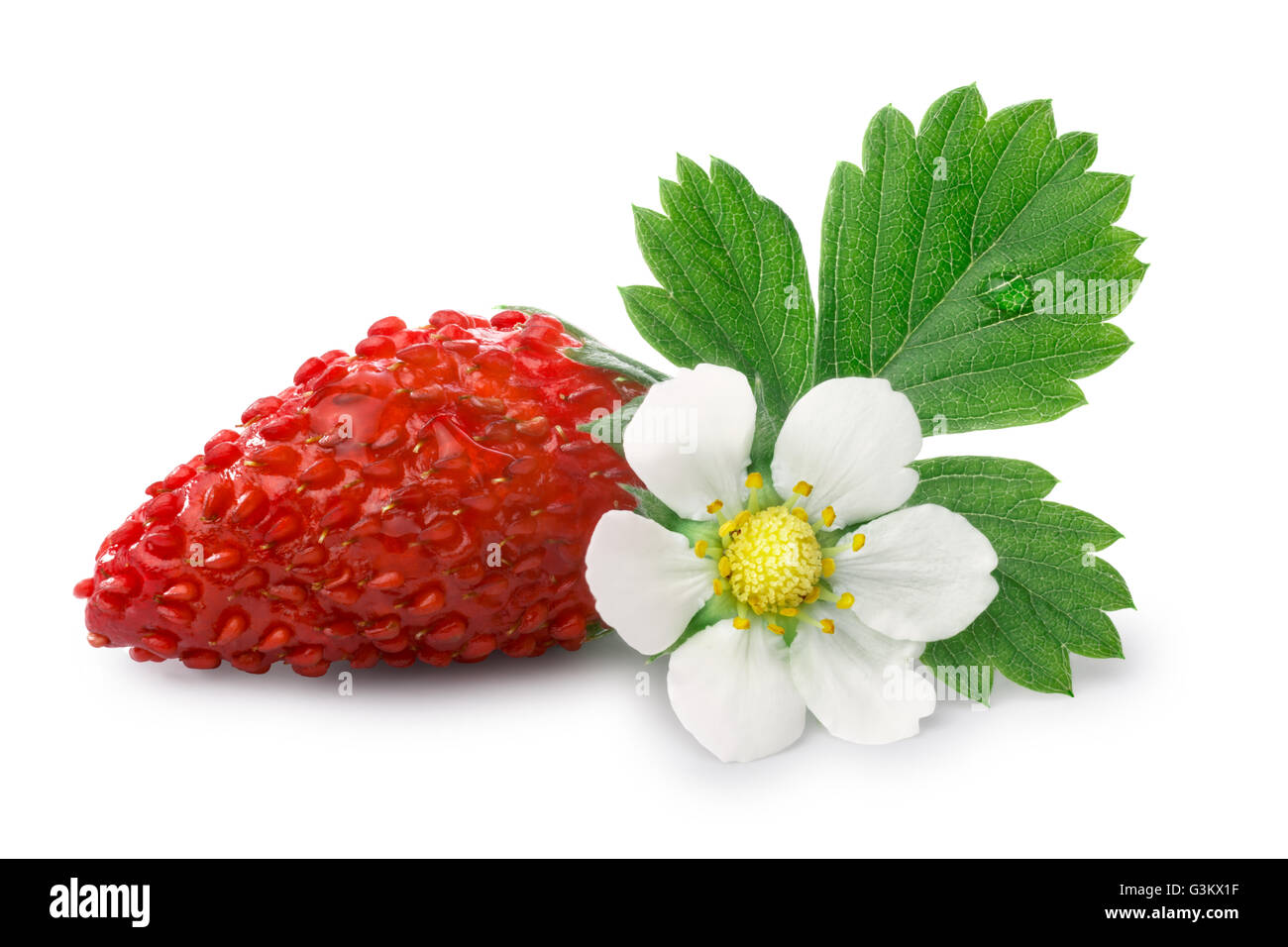 Woodland strawberry (Fragaria vesca, fraise de bois) with flower ...