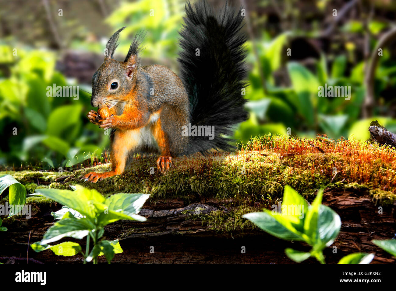 Nibbling squirrel hi-res stock photography and images - Alamy