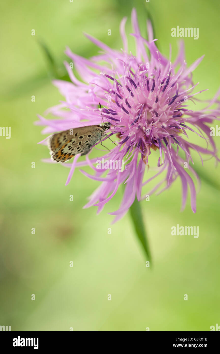 Gossamer-winged butterfly (Lycaenidae) on thistle flower Stock Photo ...