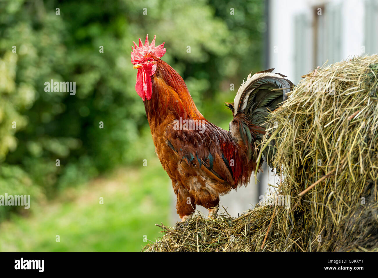 Rooster hi-res stock photography and images - Alamy