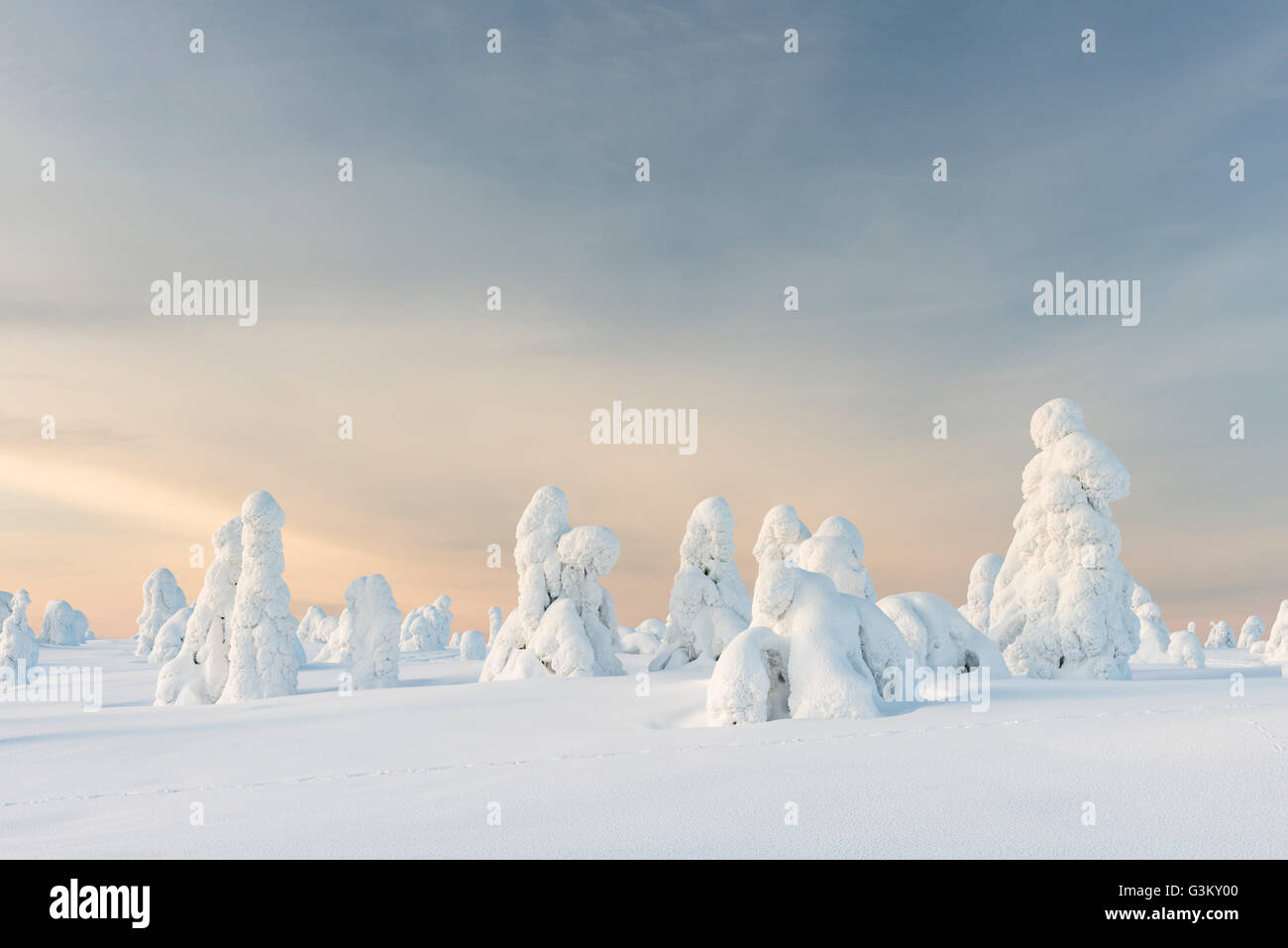 Trees covered in snow hi-res stock photography and images - Alamy