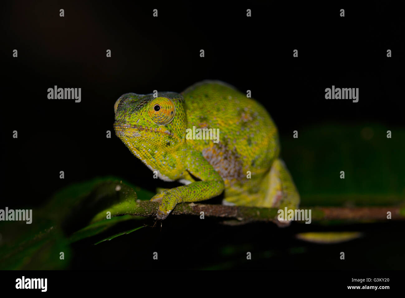 Rainforest canopy animal hi-res stock photography and images - Alamy
