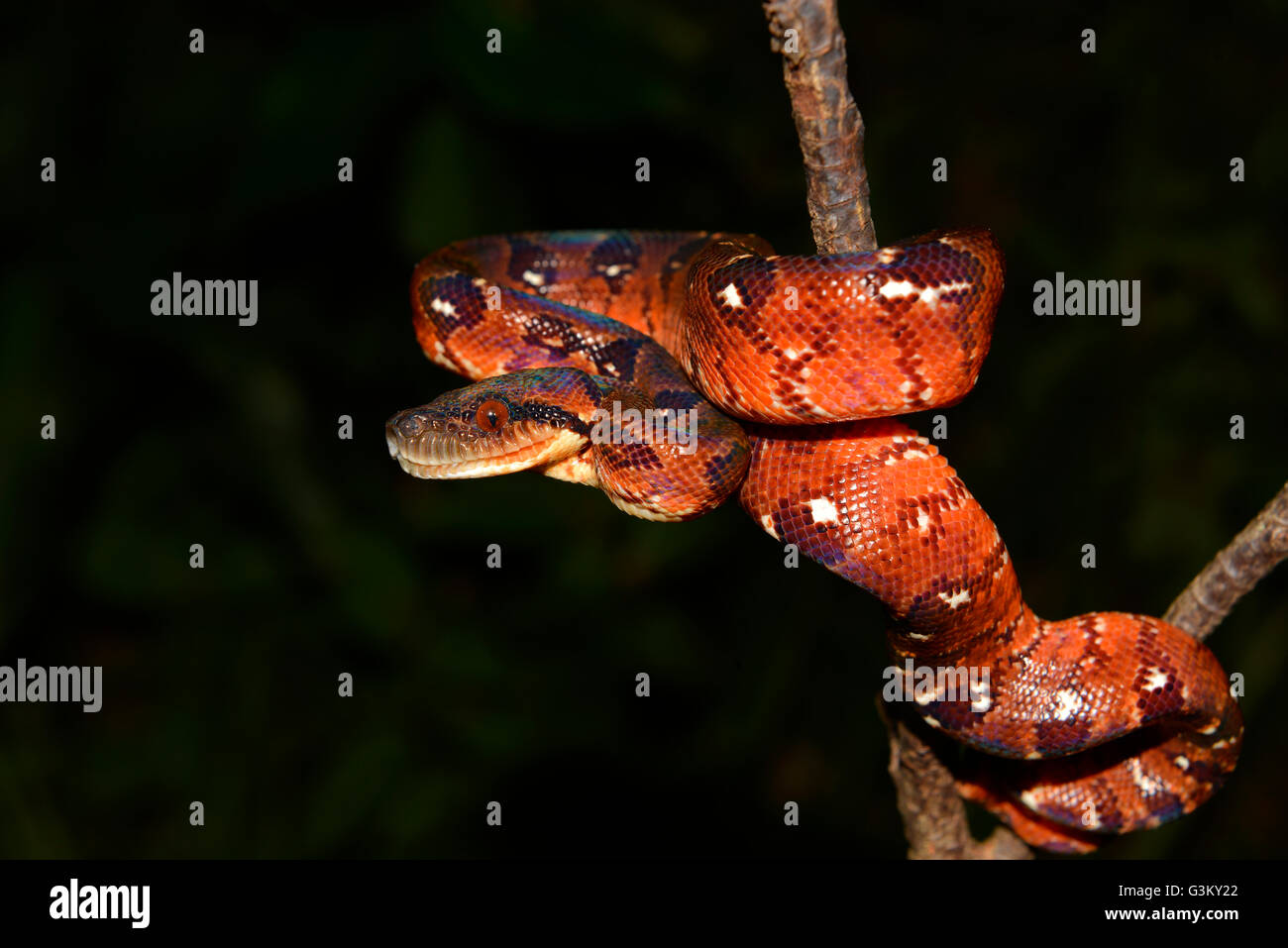 Madagascar tree boa (Sanzinia madagascariensis) in rainforest ...