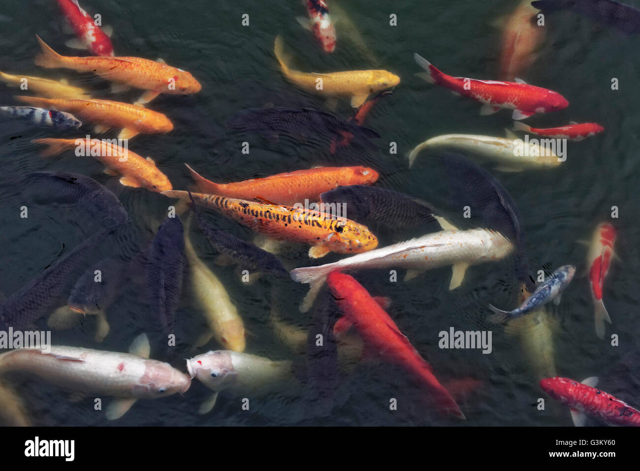 Koi in a pond, grown carp, many different colours, Kowloon, Hong Kong ...