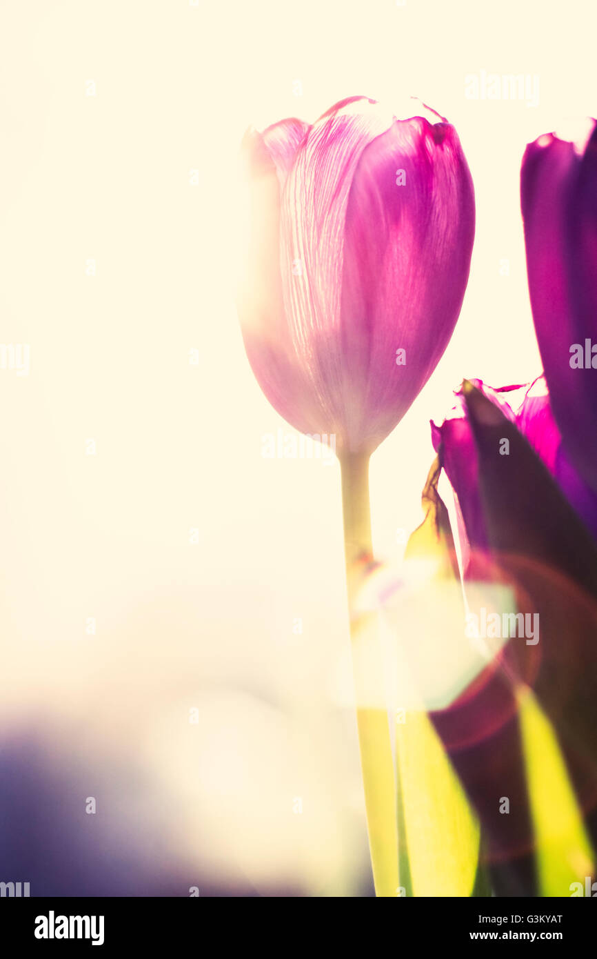 Backlit purple Tulips (Tulipa) in a window Stock Photo - Alamy