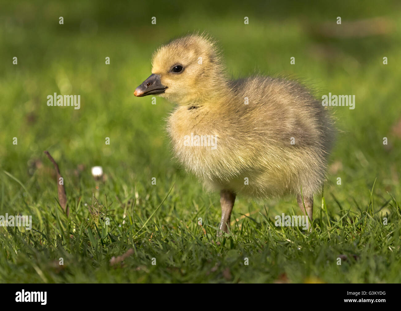 Young Greylag Goose (Anser anser), Chick in meadow, Schleswig Holstein ...