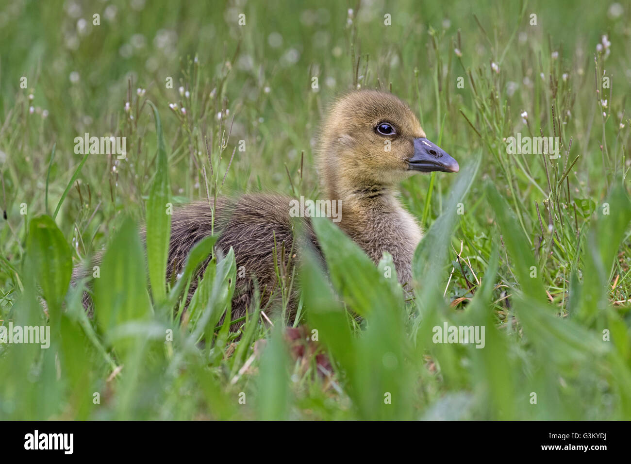 Young Greylag Goose (Anser anser), chick sitting in the meadow ...