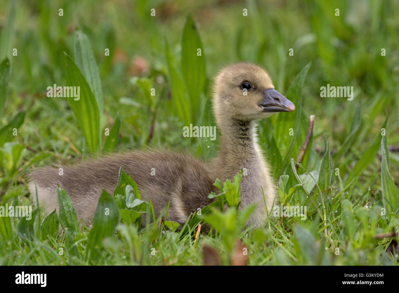 Young Greylag Goose (Anser anser), chick sitting in meadow, Schleswig ...