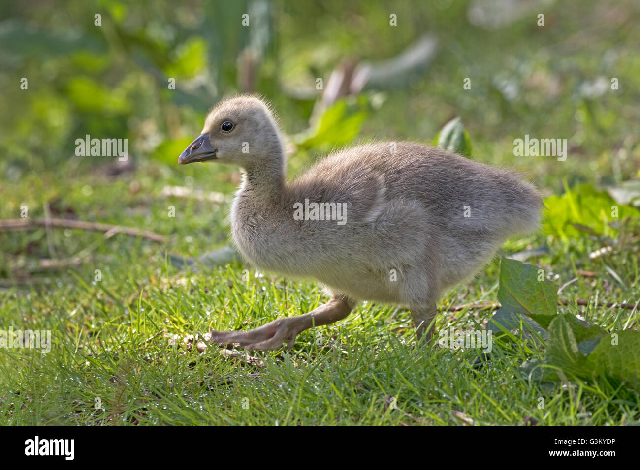 Young Greylag Goose (Anser anser), Chick running in the meadow ...