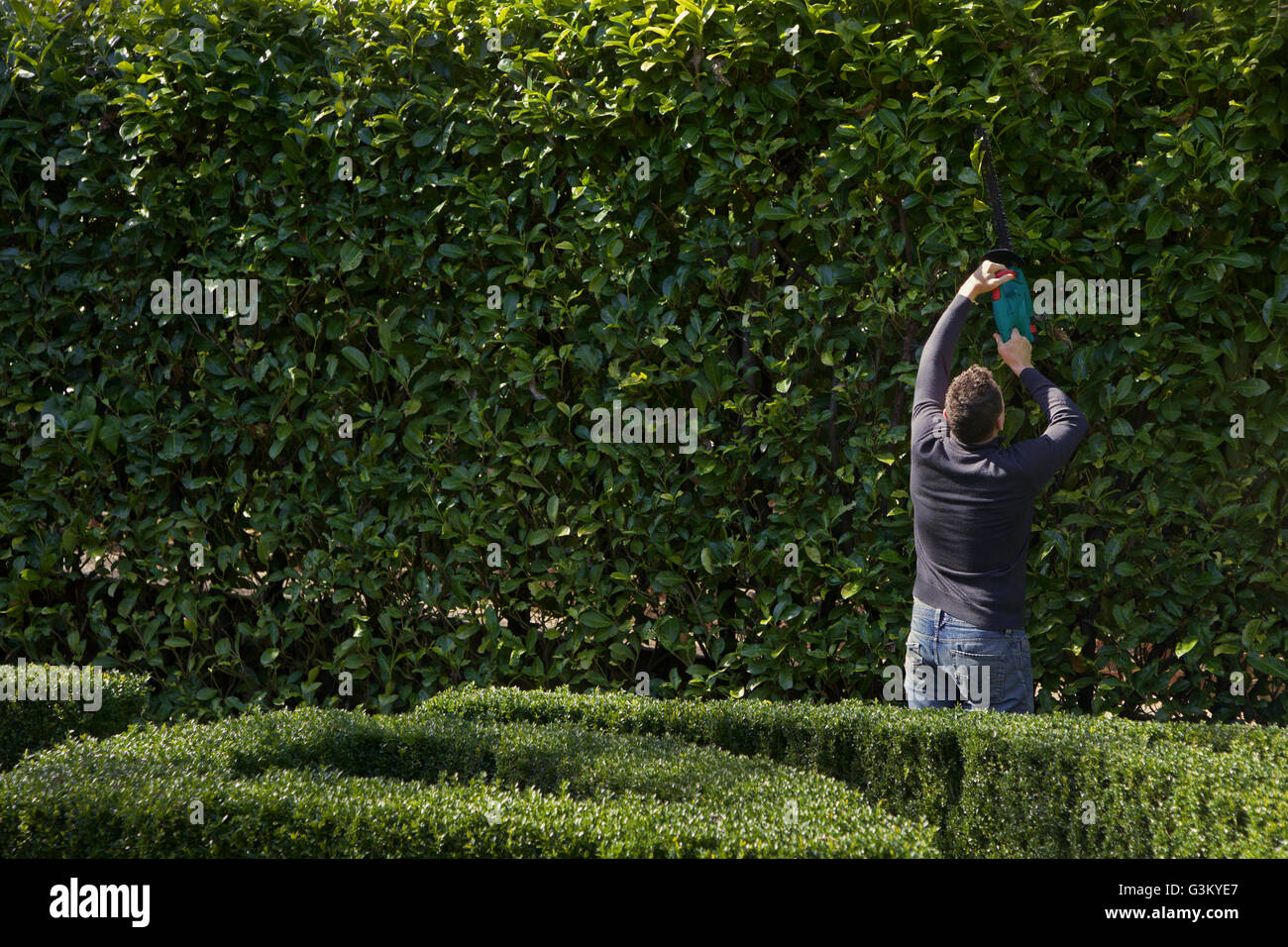 Man standing behind bush hi-res stock photography and images - Alamy