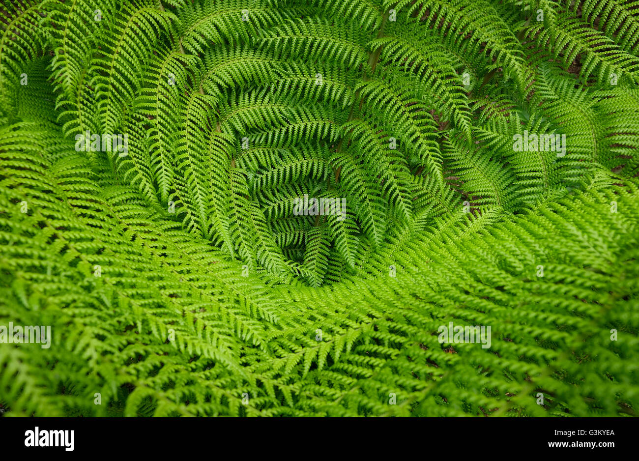 tree fern green fronds Stock Photo - Alamy