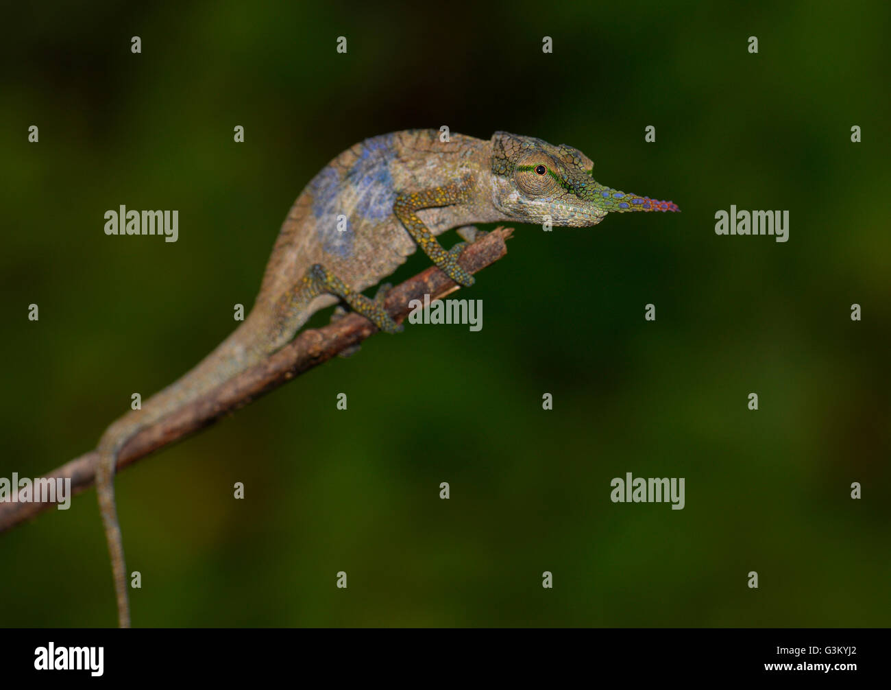 Male Blade chameleon (Calumma gallus) in rainforest, Voimana, eastern ...