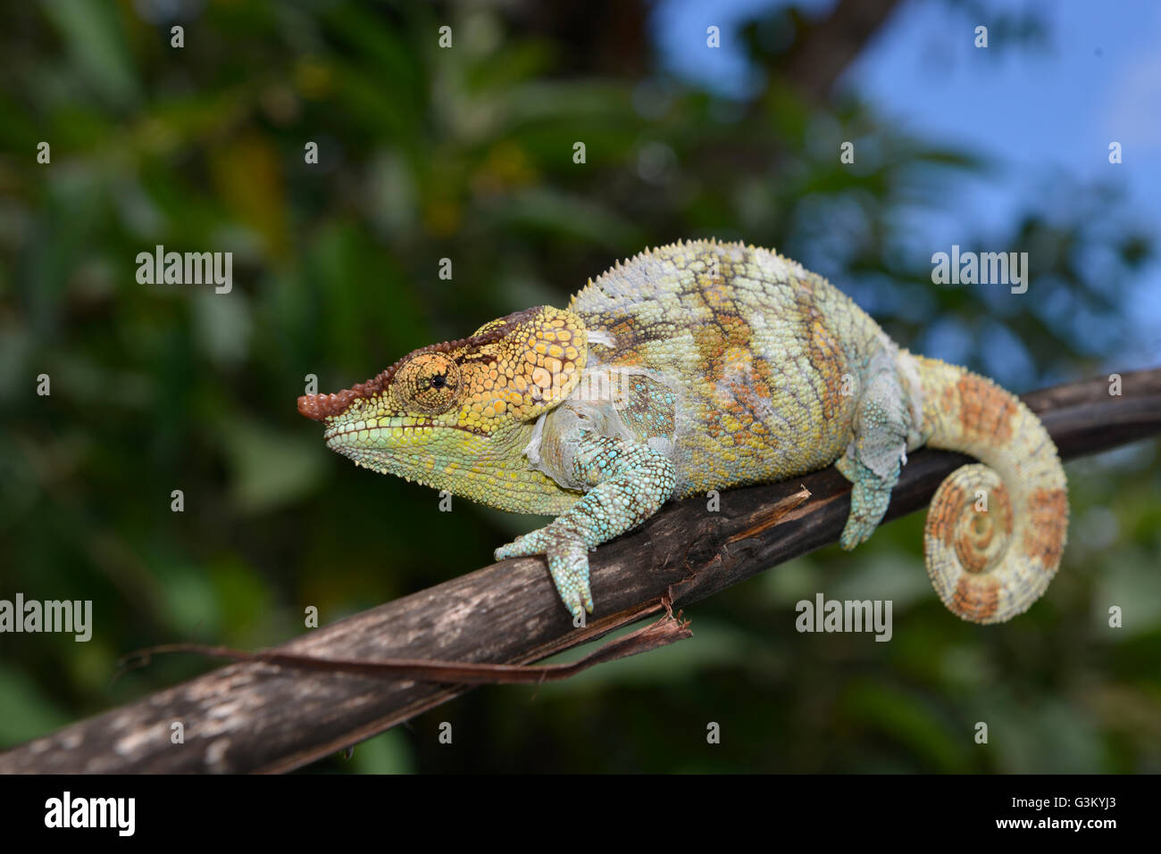 Male cryptic chameleon (Calumma crypticum), Rainforest, Ranomafana ...