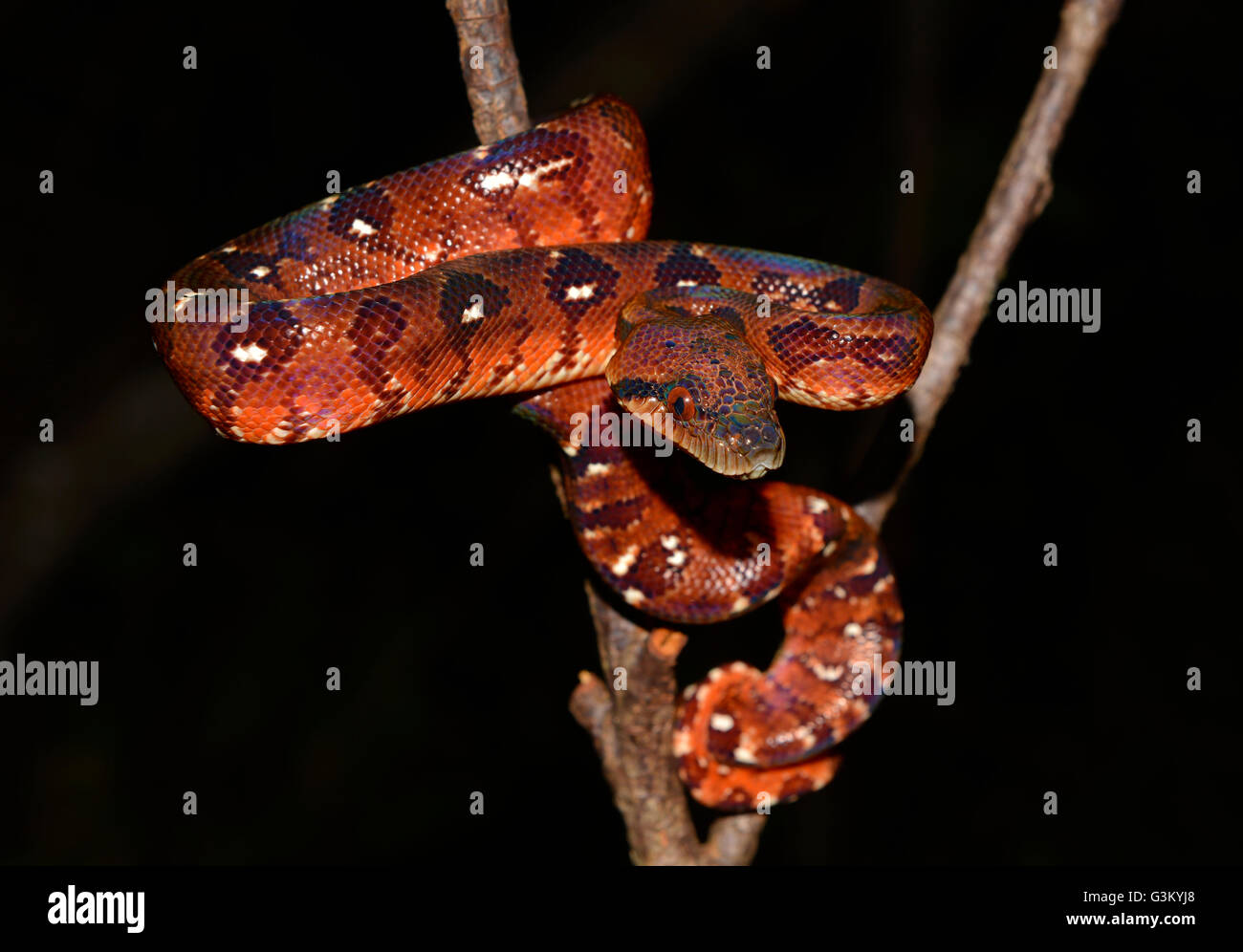 Madagascar tree boa (Sanzinia madagascariensis) in rainforest ...