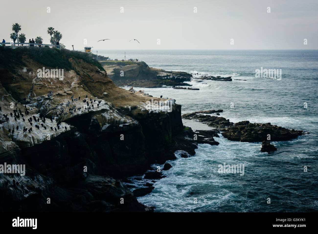 View of the rocky Pacific Coast in La Jolla, California Stock Photo - Alamy