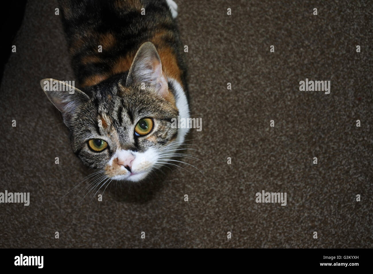 cute cat looking up above into the camera funny behaviour Stock Photo ...