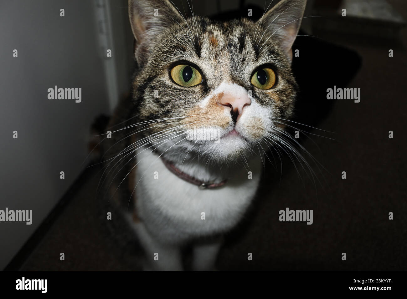 Cute camera hi-res stock photography and images - Alamy