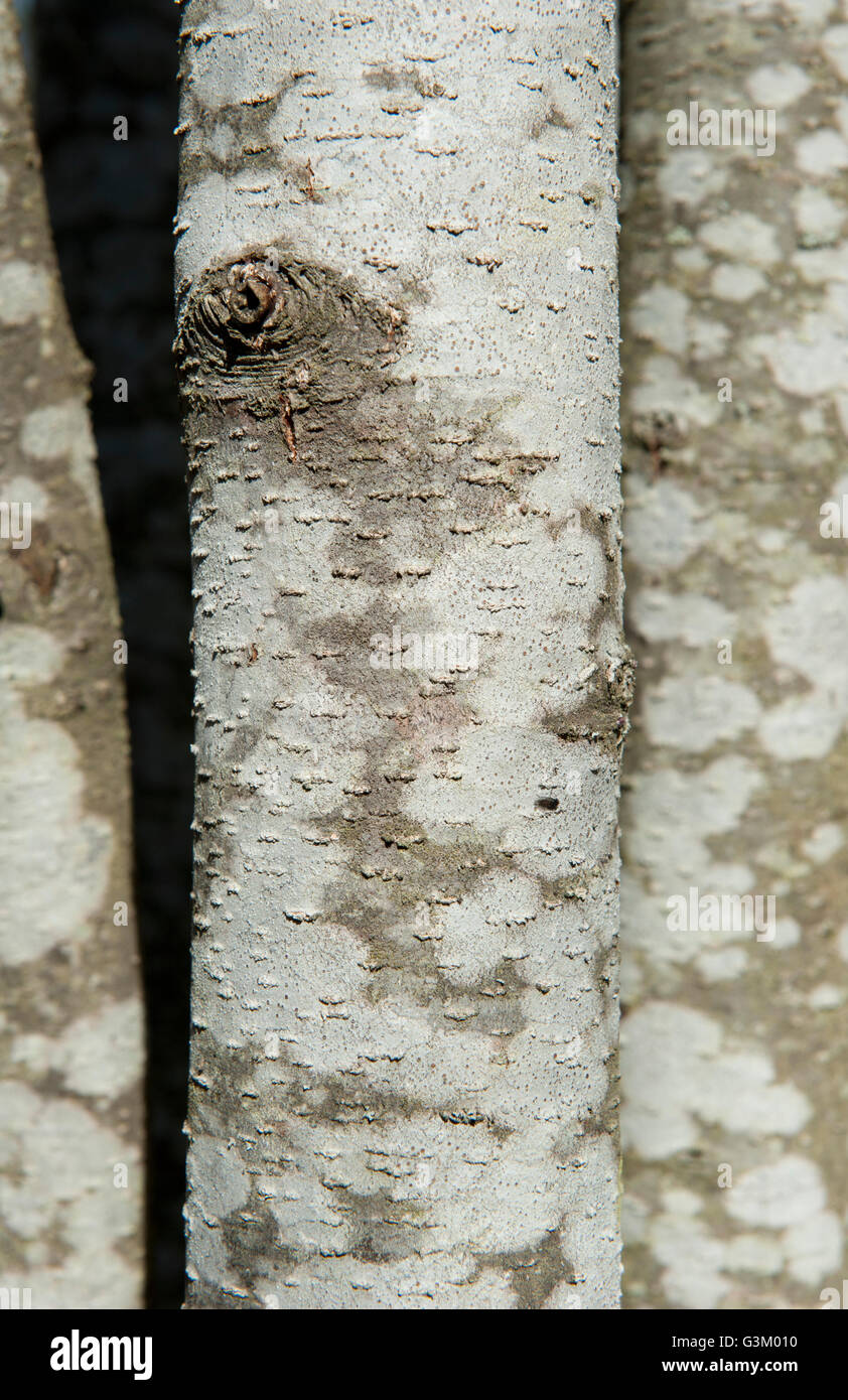 Aspen tree trunks (Populus tremula), Sweden, Europe Stock Photo - Alamy