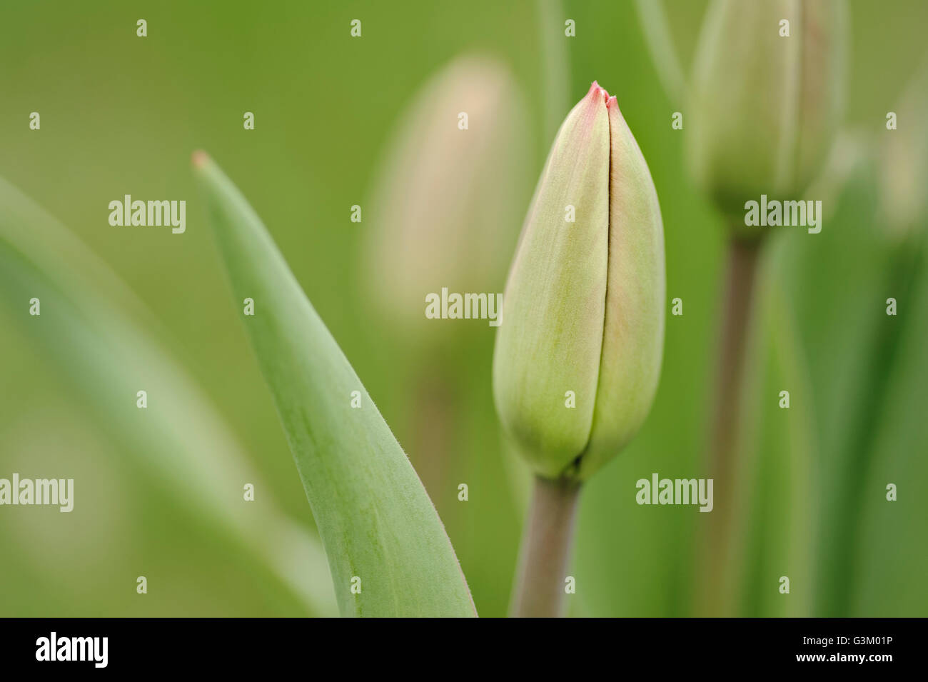 Budding Tulips (Tulipa), Sweden, Europe Stock Photo - Alamy
