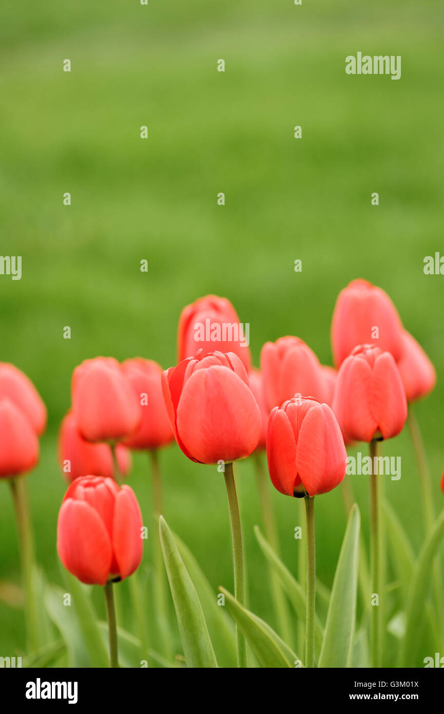 Sweden tulips hi-res stock photography and images - Alamy