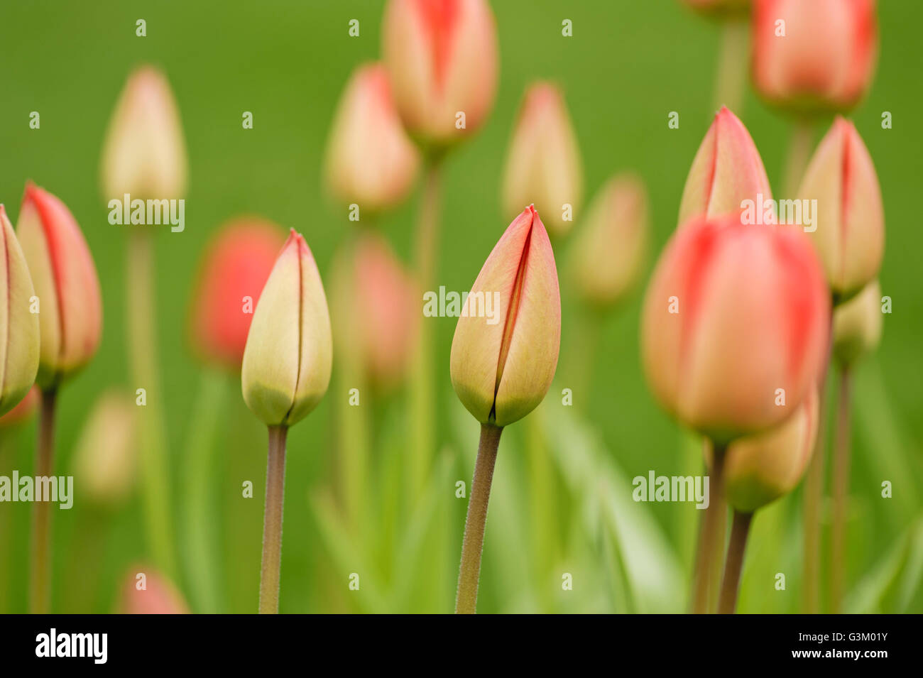 Budding Tulips (Tulipa), Sweden, Europe Stock Photo - Alamy