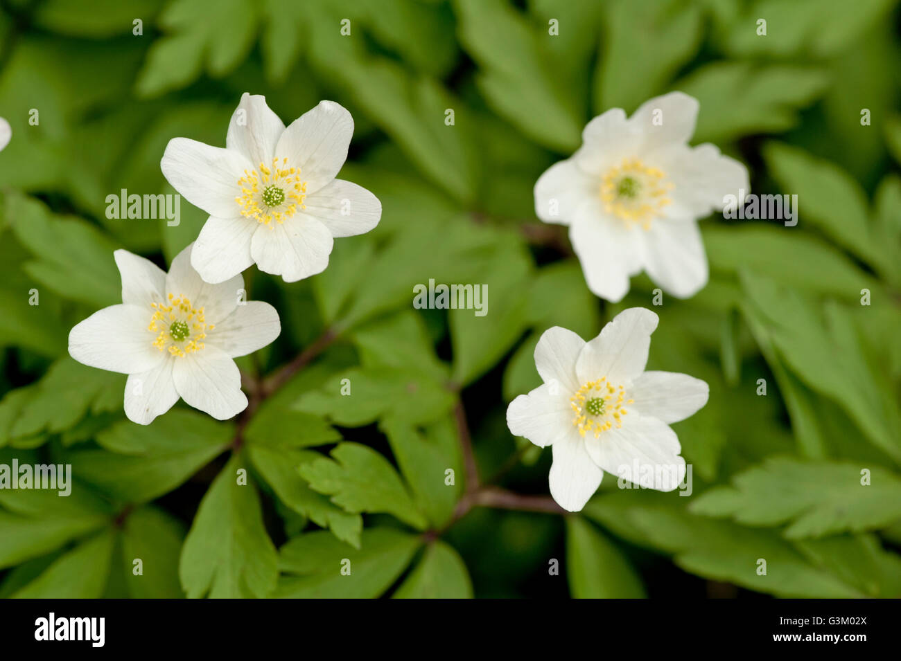 Wood Anemone (Anemone nemorosa), Sweden, Europe Stock Photo - Alamy