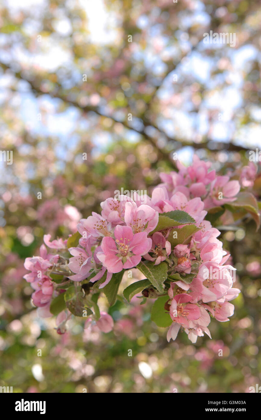 Swedish springtime hi-res stock photography and images - Alamy