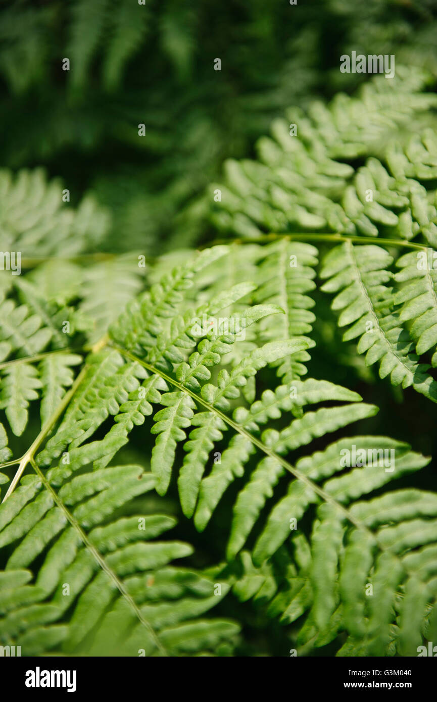Fern (Pteridophyta), Sweden, Europe Stock Photo - Alamy