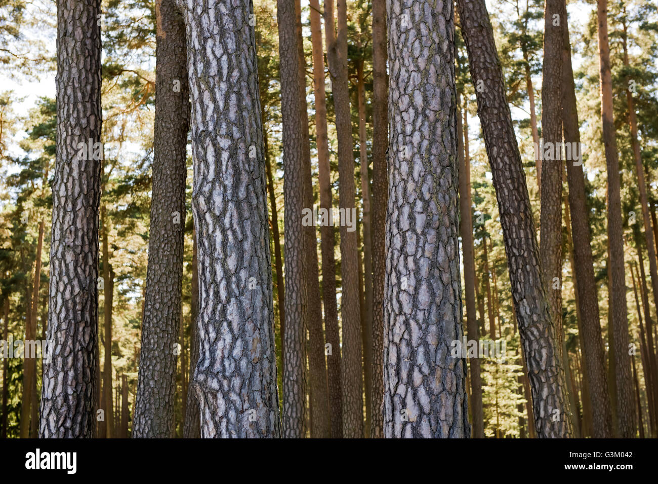 Pine trees (Pinus), Sweden, Europe Stock Photo - Alamy