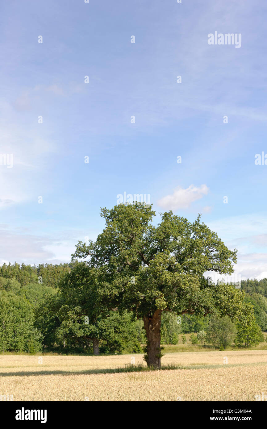 Oak tree (Quercus) in wheat field (Triticum), Sweden, Europe Stock ...
