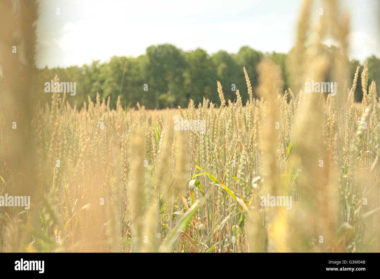Wheat field (Triticum), Sweden, Europe Stock Photo - Alamy