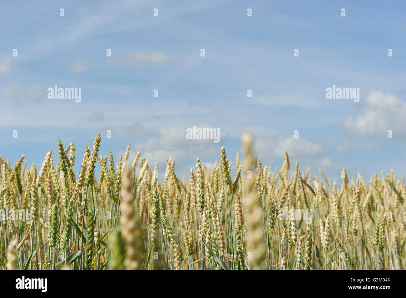 Wheat field (Triticum), Sweden, Europe Stock Photo - Alamy