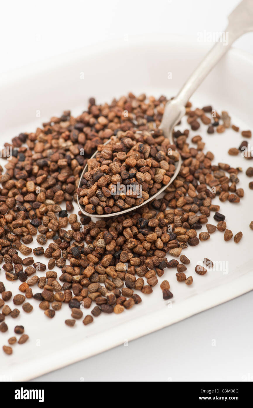 Cardamom seeds hi-res stock photography and images - Alamy