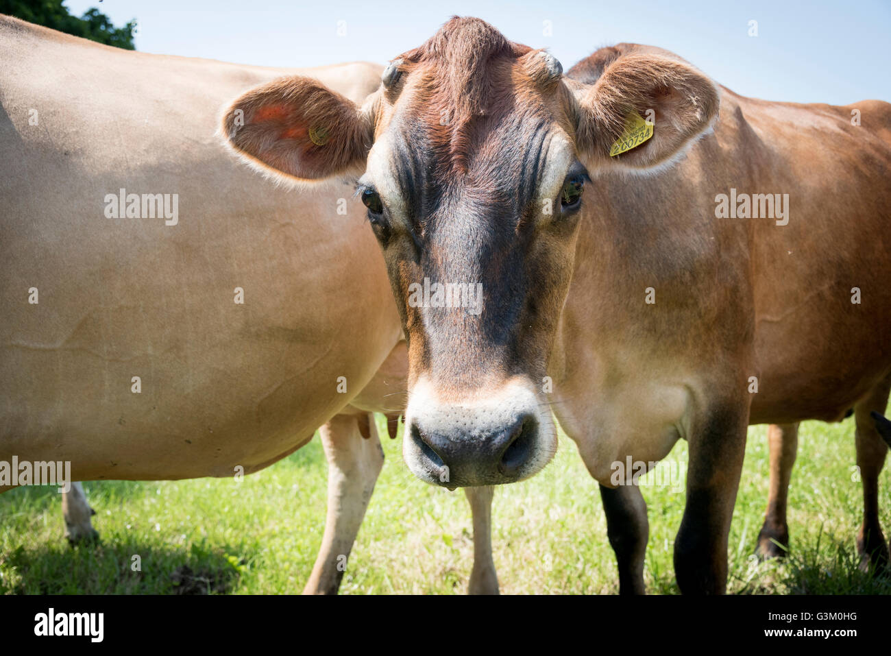 Cow looking at camera hi-res stock photography and images - Alamy