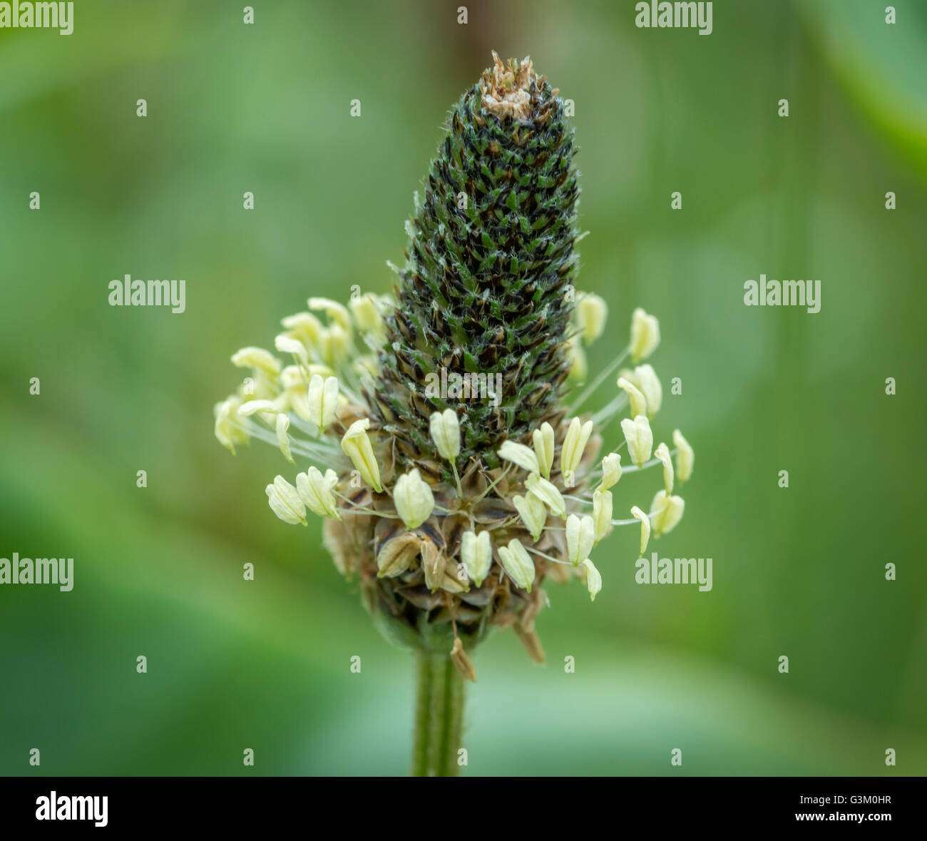 An plantain hi-res stock photography and images - Alamy