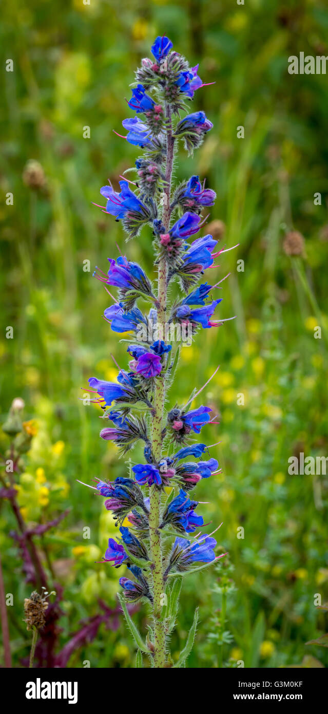 Viper's Bugloss, Echium vulgare, growing wild in Devon Stock Photo - Alamy
