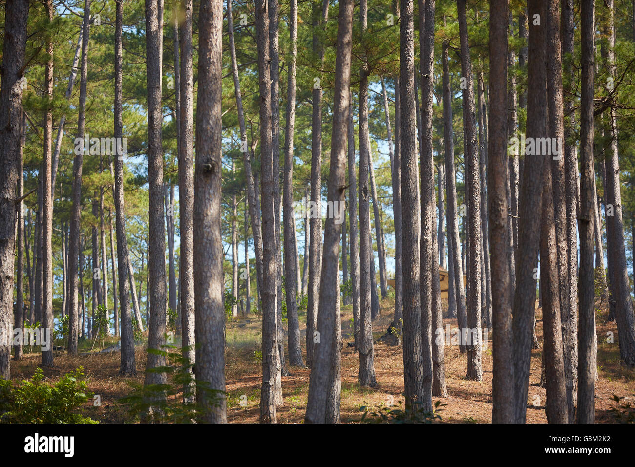 pine forest in Vietnam Stock Photo - Alamy