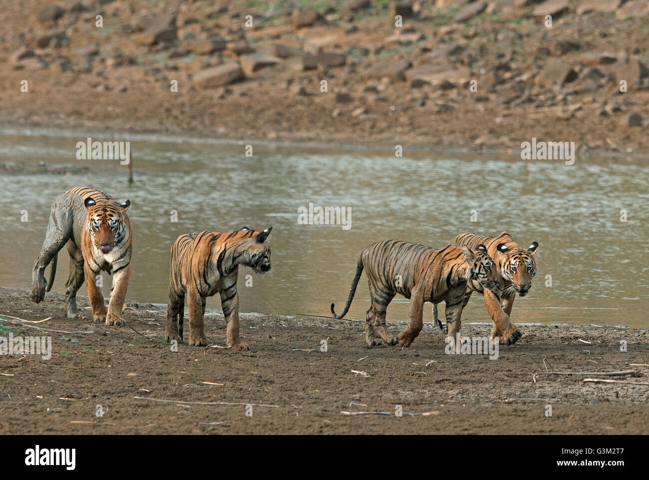The image of Tiger ( Pnathera tigris ) Maya and cubs in Tadoba national ...