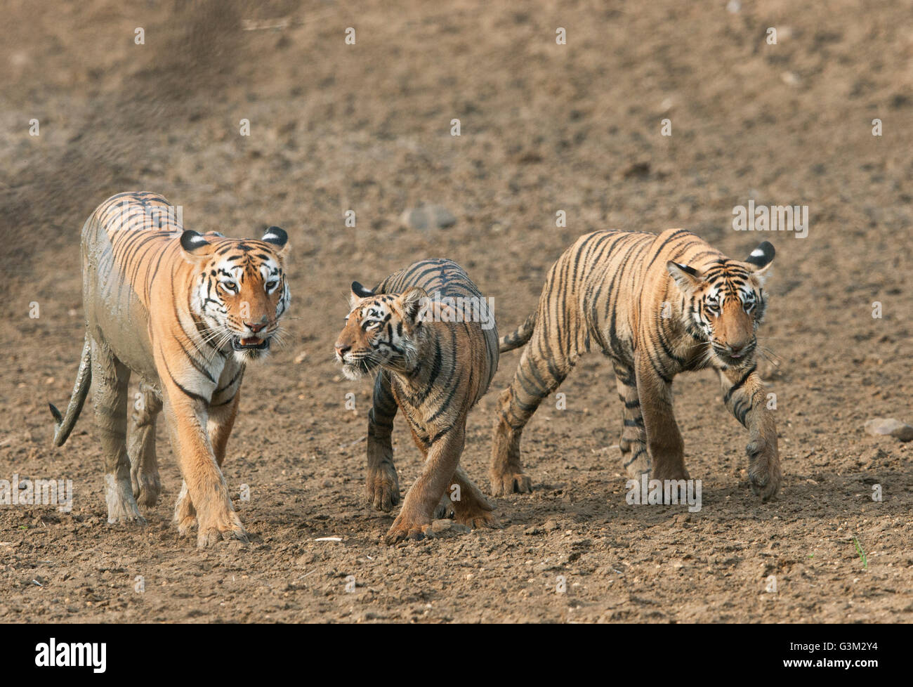 The image of Tiger ( Panthera tigris ) Maya and cubs in Tadoba national ...