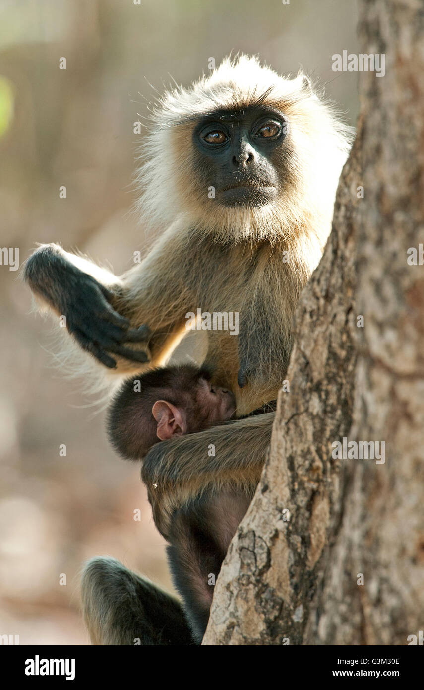 The image of Common Langur (Semnopithecus entellus) was taken in Tadoba ...