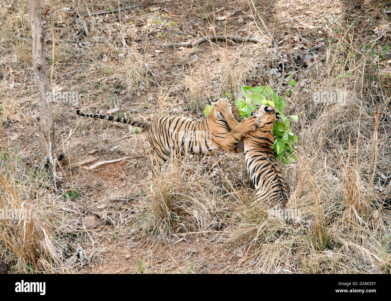 The image of Tiger ( Panthera tigris ) Maya and cubs in Tadoba national ...