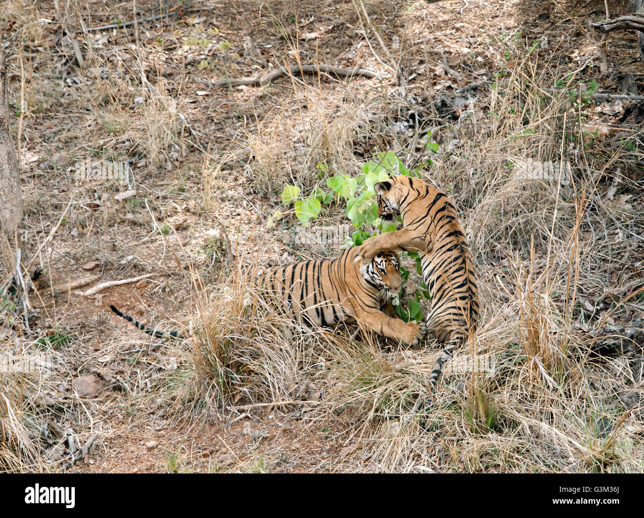 The image of Tiger ( Panthera tigris ) Maya and cubs in Tadoba national ...